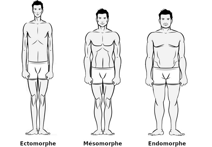 Les Différents morphotypes | Body Mechanics and Health